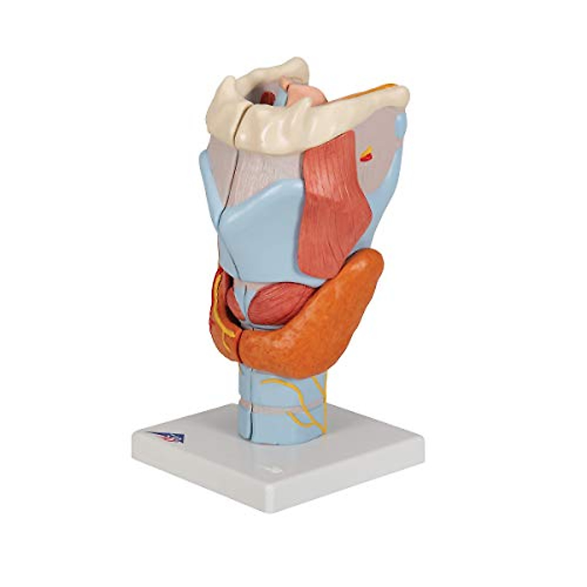3B Scientific G21 Larynx 2x life size 7-part - 3B Smart Anatomy