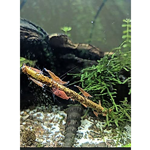 Shrimptastic Aquatics Shrimp Lolly Combo Pack