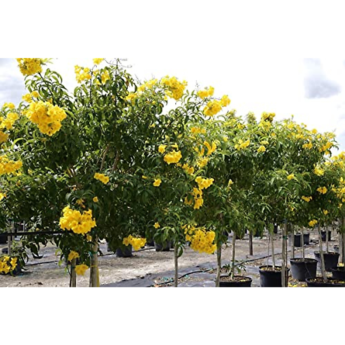 Yerbero - Tronadora (Yellow Elder) Herbal Tea 3.5 oz (100gr). Stand Alone Reasealable Bag. Keep Fresh Tea.