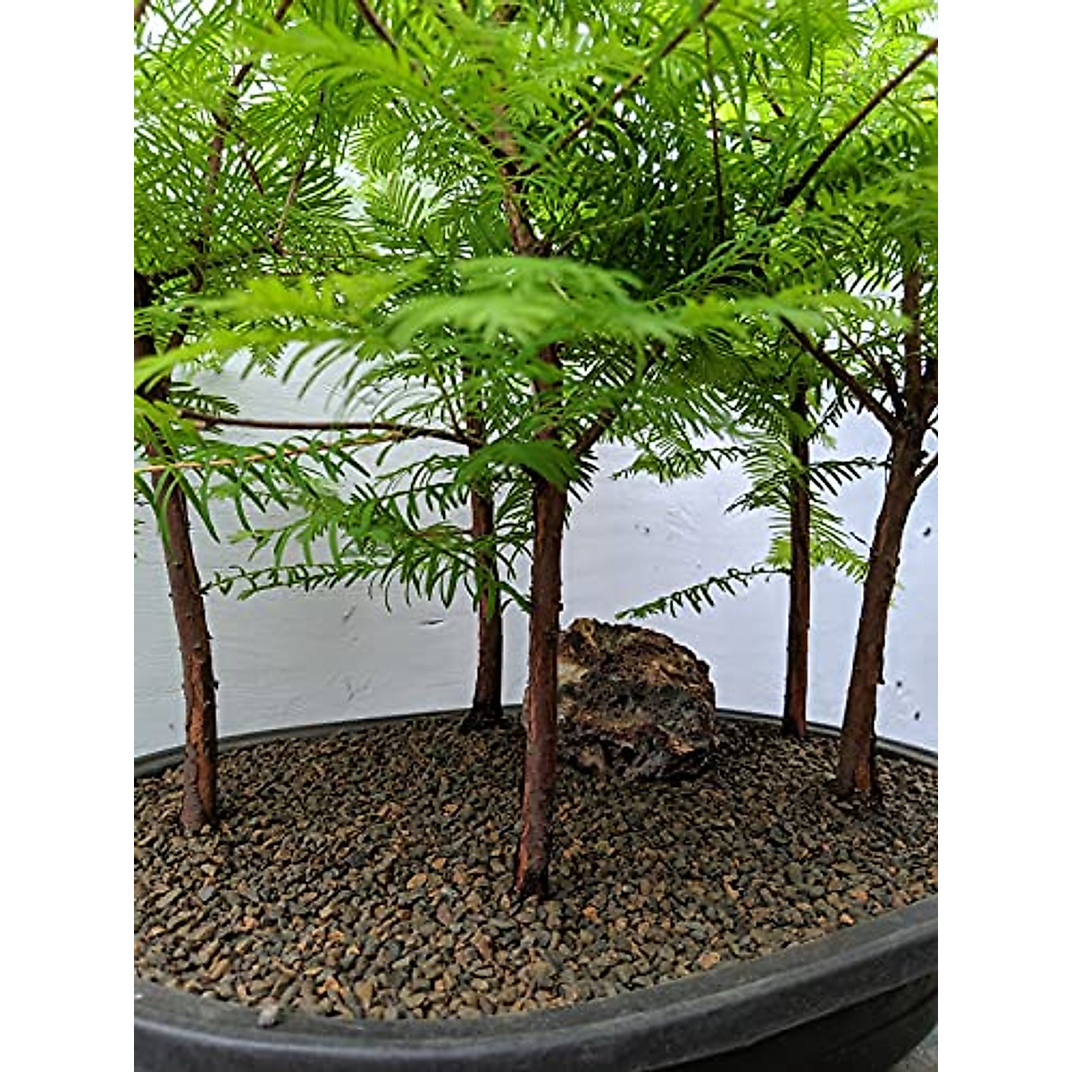 5 Tree Redwood Forest Bonsai Tree