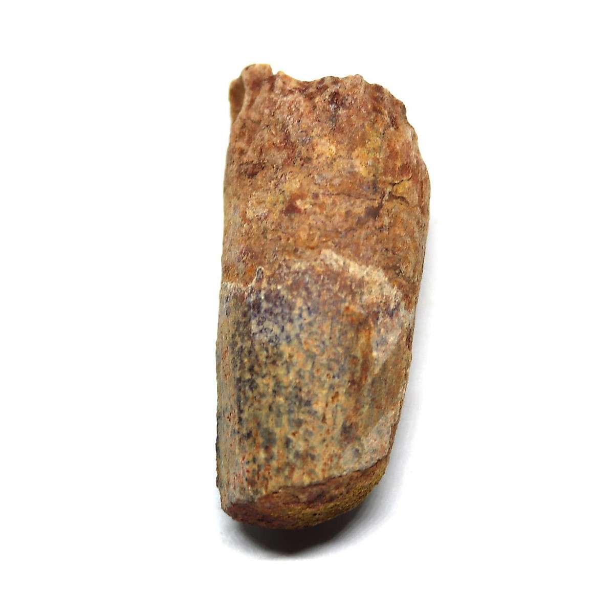 Spinosaurus Dinosaur Tooth Fossil 1.850 inch w/Info Card #17417 3o