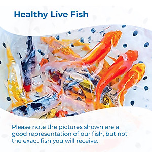 Toledo Goldfish Standard Fin Koi, Variety of Colors and Patterns - Beautiful Live Fish Perfect for Ponds, Tanks, and Aquariums - 4-5 Inches, 10 Count