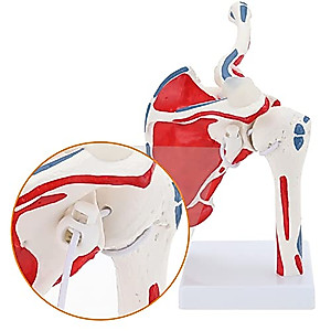 HINGONS Shoulder Joint Model with Muscle, Life Size Human Anatomical Shoulder Ligament Model for Patient Science Education and Anatomy Research (Includes a Base)