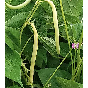 Cherokee Wax Bush Bean Seeds for Planting, 50+ Heirloom Seeds Per Packet, (Isla's Garden Seeds), Non GMO Seeds, Botanical Name: Phaseolus vulgaris, Great Home Garden Gift