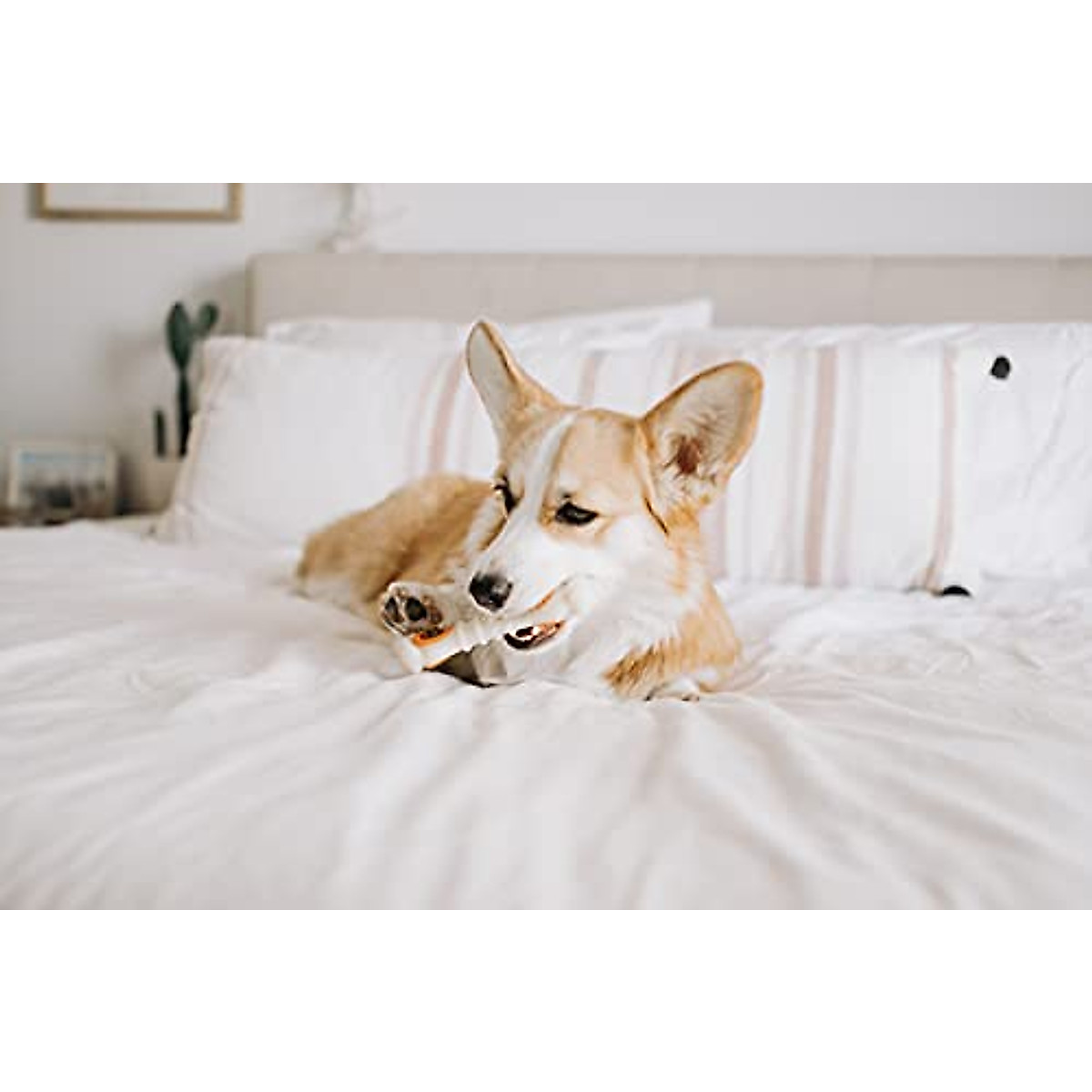 Nylabone Pop-In Dog Treat Refills for Treat Toy Combo Chicken Medium/Wolf (30 Count)