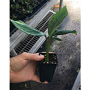 Manzano "Apple" Banana Plant ***Rare*** Live Manzano "Apple" Banana Tree