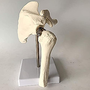 Study Model Educational Model ThreeDimensional Skin Structure Model Junior High School Biology Demonstration Teaching Aids Human Section Skin Tissue Layer Anatomy Enlarged Model,Medical Models LPKL