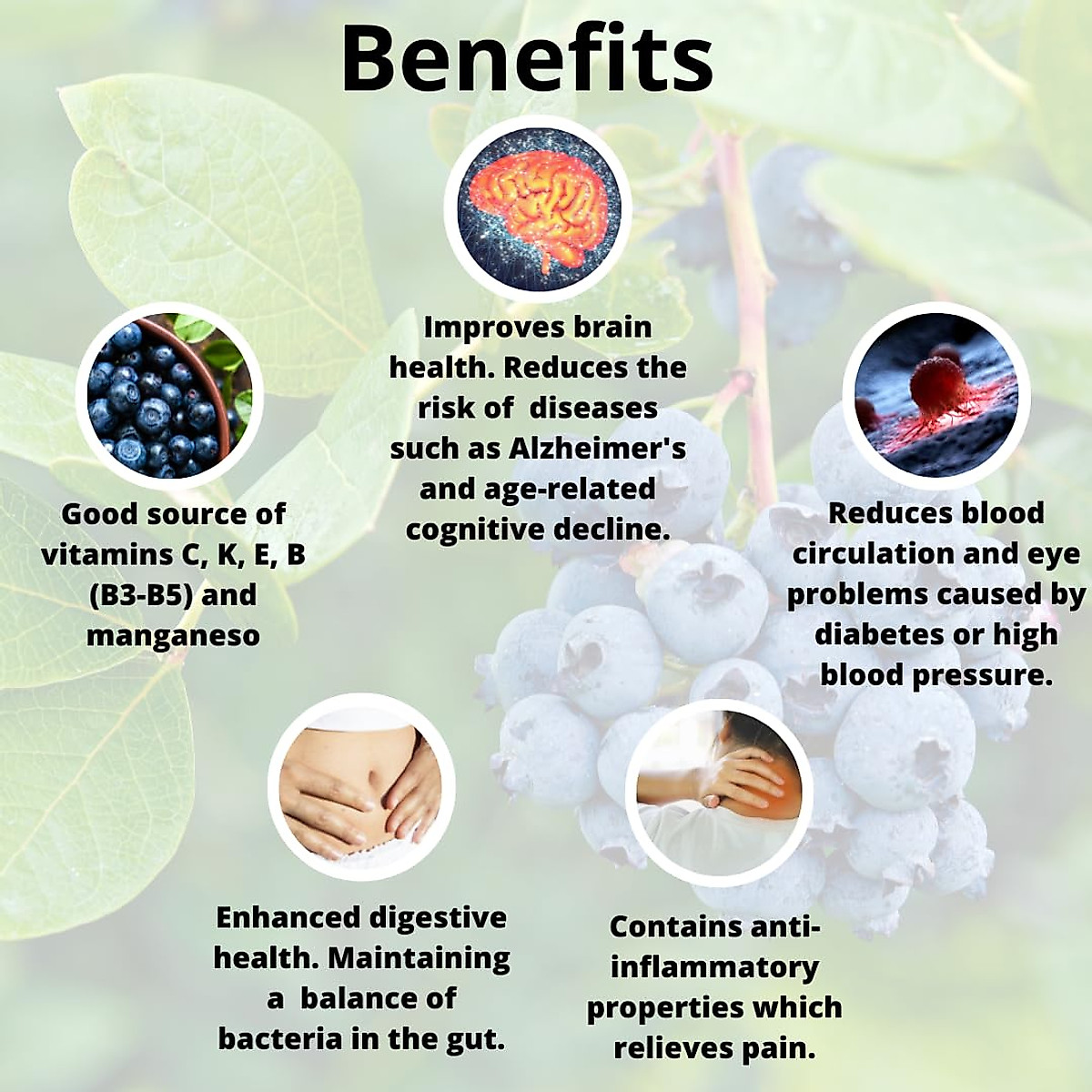 Blueberry plant "Biloxi" Set of 4 starter live plants