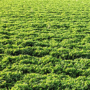 Outsidepride Alfalfa Forage Legume Seed for Pastures, Hay, & Livestock - 5 LBS