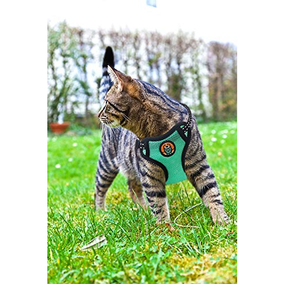 AWOOF Reflective Kitten Harness and Leash Escape Proof with Car Seat Belt, Adjustable Cat Puppy Walking Jacket with Metal Leash Ring, Soft Breathable Small Pet Vest (S)