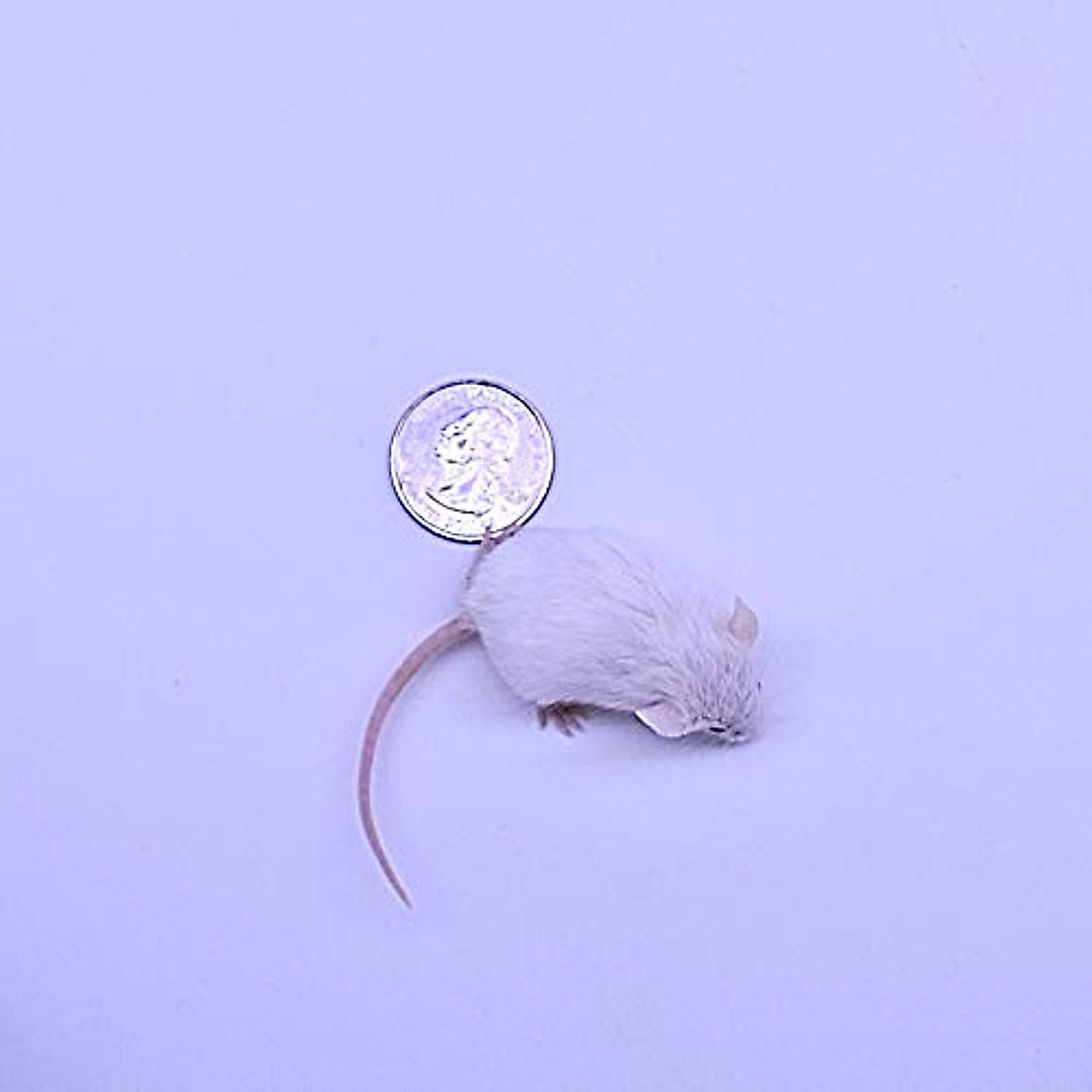 MiceDirect Frozen Mice Combo Pack of 20 Hopper & Weanling Feeder Mice – 10 Hoppers & 10 Weanlings - Food for Corn Snakes, Ball Pythons, & Pet Reptiles - Snake Feed Supplies