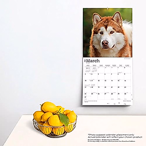 Alaskan Malamutes | 2024 12 x 24 Inch Monthly Square Wall Calendar | BrownTrout | Animals Dog Breeds
