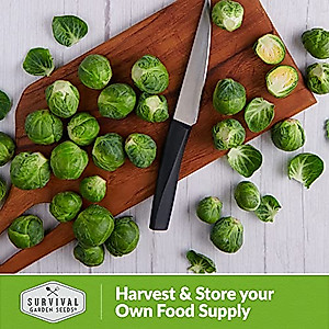 Survival Garden Seeds - Long Island Improved Brussels Sprouts for Planting - 3 Packs with Instructions to Plant and Grow Delicious Sweet Sprouts in the Home Vegetable Garden - Non-GMO Heirloom Variety