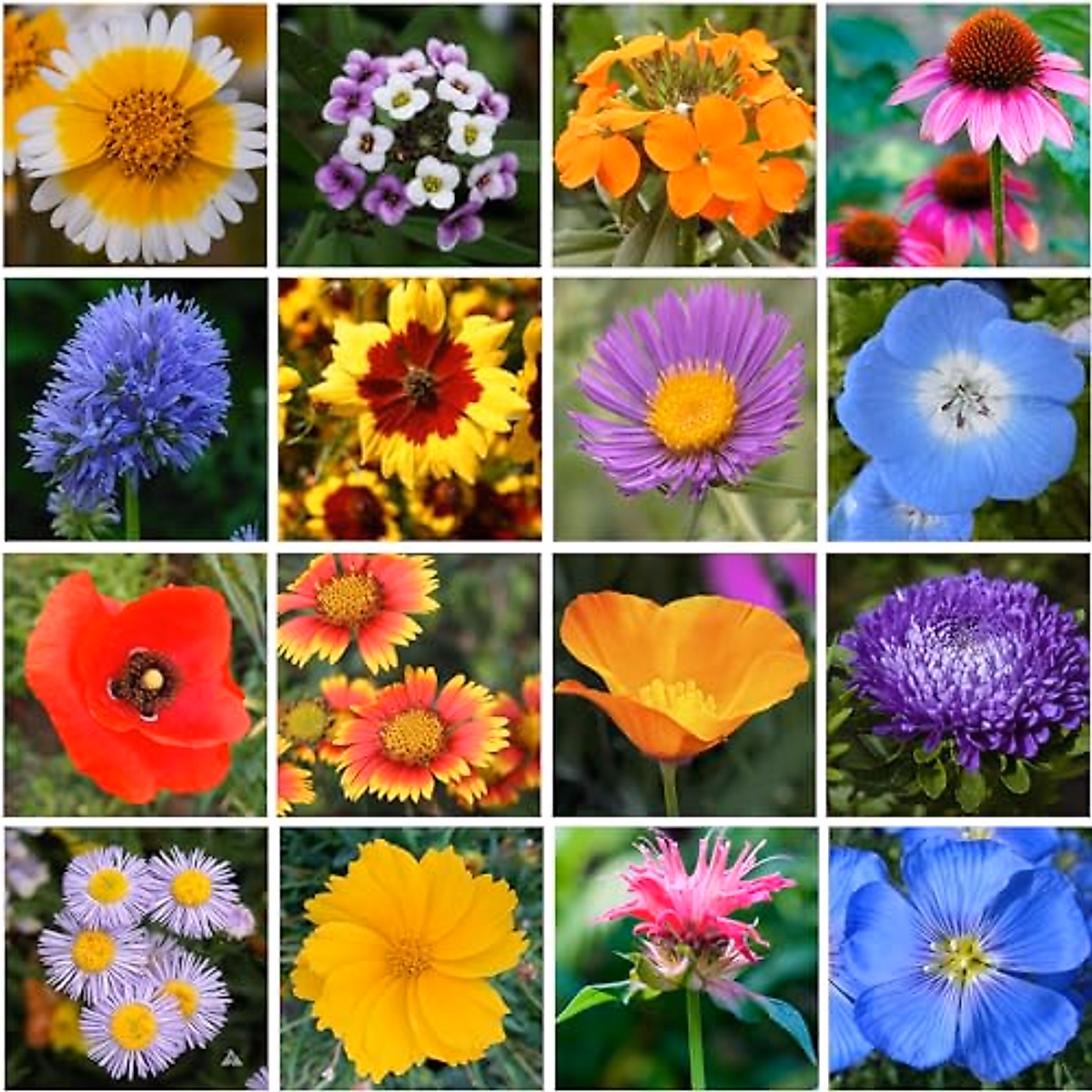 Mini Wildflower Seed Shaker - Save The Bees Seed Mix, by GevaGrow | 80,000+ Seeds | Pollinator & Bee Attracting Flower Seeds Bulk for Planting in Pots & Outdoor Gardens | 2 Ounce