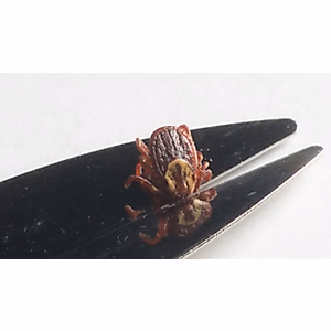 ProTick Remedy 5-Piece Kit (2 Pack) – Precision Steel Tick Remover, 5X Magnifier, Chain, Tick ID Card, Tick ID Information and Protection. Removes All Tick Species and Sizes from Humans and Animals