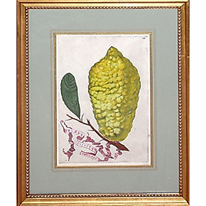 Plate 61: Malvm citrevm vvlgare