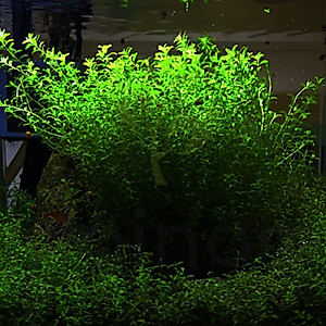 Pearlweed Bundle Micranthemum Micranthemoides Freshwater Carpet Live Aquarium Decorations Aquatic Plants for Fish Tank