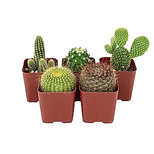 Shop Succulents | Can't Touch This Collection | Assortment of Hand Selected, Fully Rooted Live Indoor Cacti Plants, 5-Pack