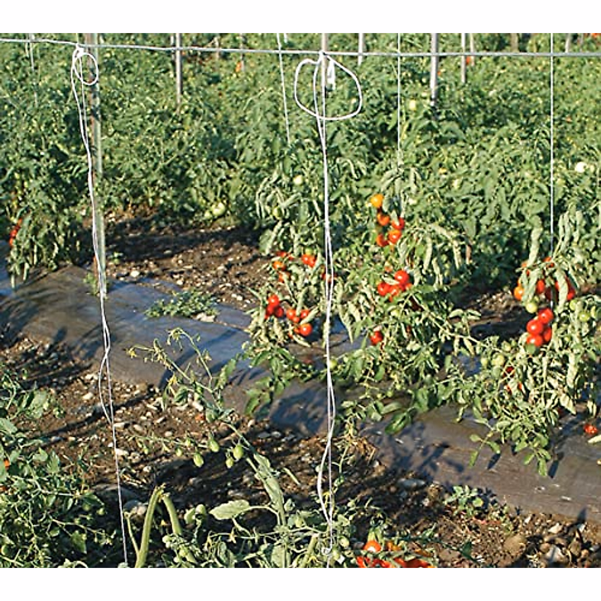 IRRIGATION-MART 6300FT Tomato Tying Garden Twine