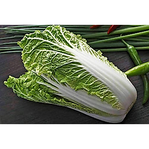 Gaea's Blessing Seeds - Chinese Cabbage Seeds - Michihili Heirloom - Non-GMO Seeds with Easy to Follow Planting Instructions - Open-Pollinated High Yield Heirloom 94% Germination Rate