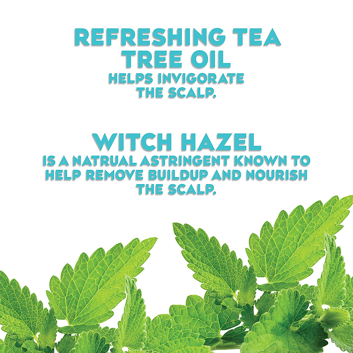 OGX Extra Strength Refreshing + Invigorating Teatree Mint Dry Scalp Treatment with Witch Hazel Astringent to Help Remove Scalp Buildup, Paraben-Free, Sulfate Surfactant-Free, 4 fl oz