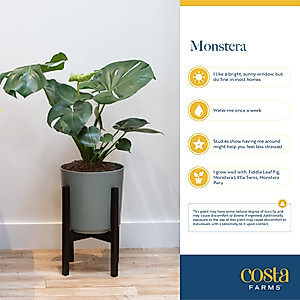 Costa Farms Monstera Swiss Cheese Plant, Live Indoor Plant, Easy to Grow Split Leaf Houseplant in Indoors Nursery Plant Pot, Housewarming, Decoration for Home, Office, and Room Decor, 2-3 Feet Tall