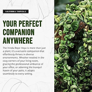 California Tropicals Live Hindu Rope Hoya Carnosa - Unique Indoor House Plant Gift Idea for Home Decor, Potted in a 4" Inch Pot Perfect for Beginners, Patio, Living Room, Office & Outdoor Gardening