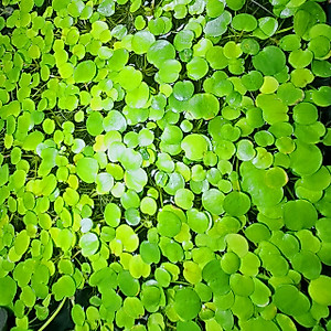 20+ Leaves Amazon Frogbit (Limnobium laevigatum) Live Aquarium Plant - Floating Aquatic Plant for Natural Fish Tank Decor and Oxygenation - Easy Care Aquatic Plants for Your Tank - Fish Breeding