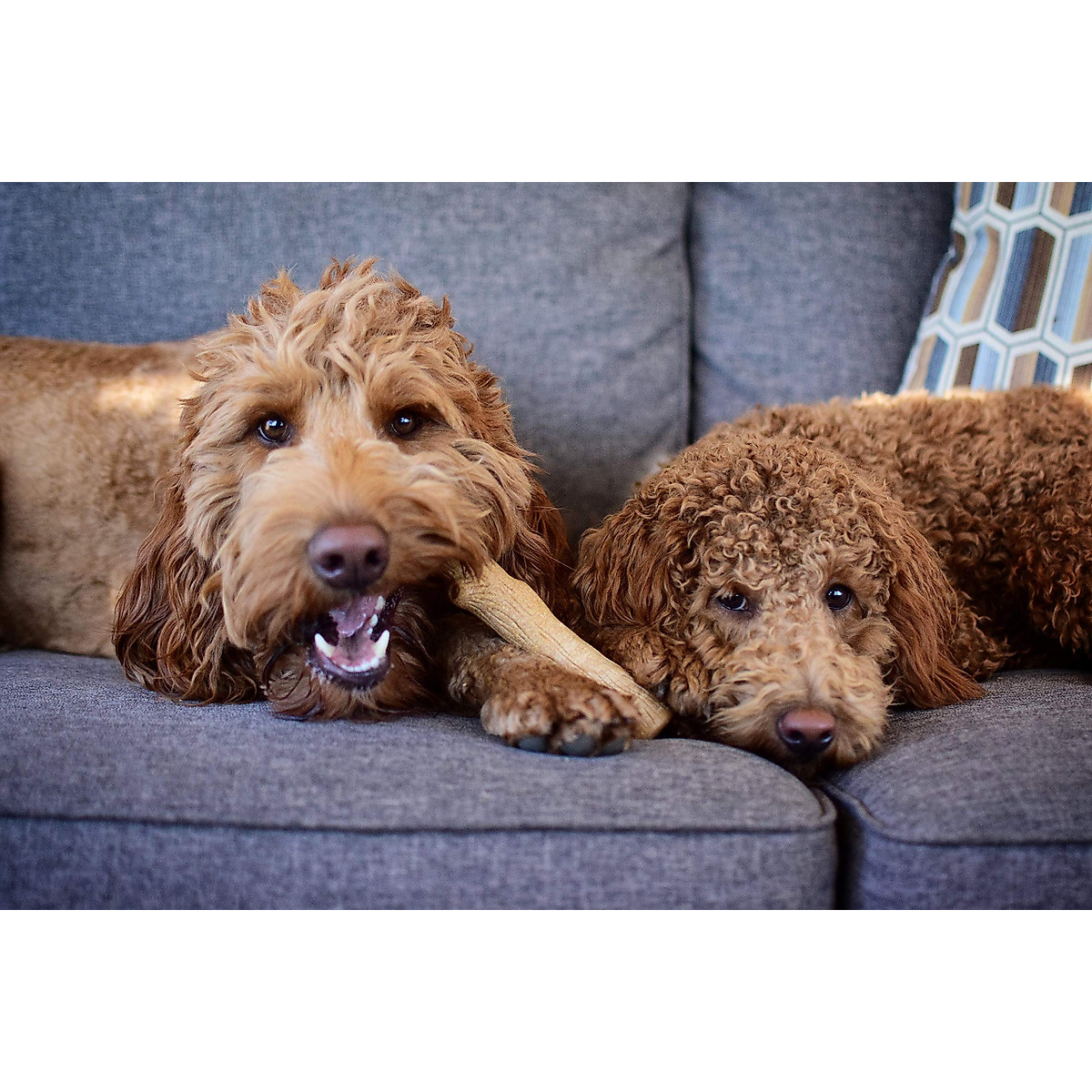 Petstages Dogwood Wood Alternative Dog Chew Toy, Large