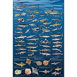 Feenixx Sharks & Kin Fish Great White Educational Science Ocean Chart Print Poster24x36