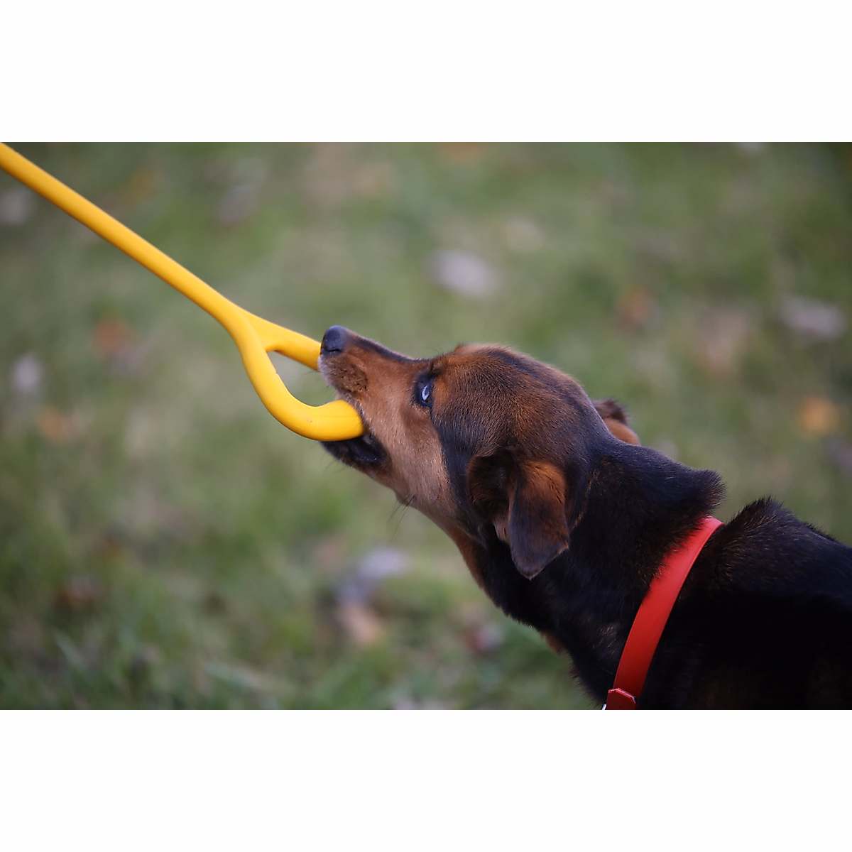 Jersey Dog Co Ultimate Dog Tug Toy, Dog Pull Toy, Tug of War Dog Toy, Safe Dog Chew Toys, Made in The USA Rubber Dog Toy 23” Long