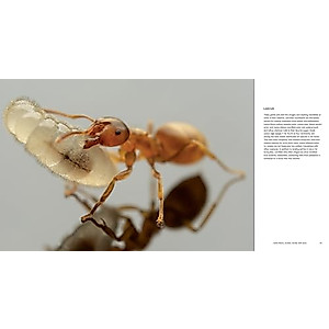 Ants: Workers of the World