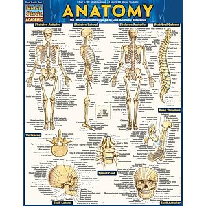 Anatomy - Reference Guide (8.5 x 11): a QuickStudy reference tool (Quickstudy Academic)