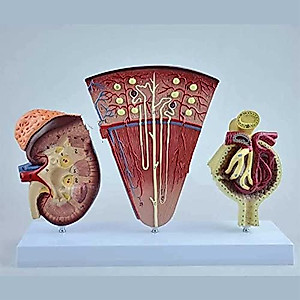 DEIOVR Human Model for Anatomy, Human Kidney Anatomical Model, Nephron Glomerulus Anatomy Medical Study Kits Human Life Size Model for Medical Teaching