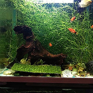 kathson Large Natural Aquarium Driftwood Reptiles Branches Terrarium Ornament Sinkable Wood Decor Trunk Fish Tank Log Habitat Decoration (12"-17")