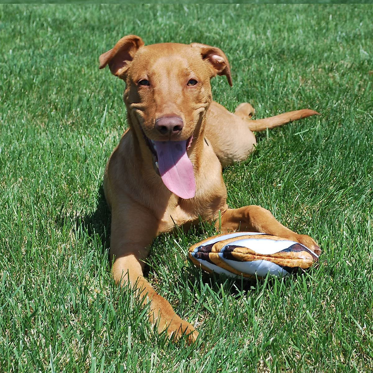 Doggijuana | Refillable Catnip Dog Toy | Naturally Calming | Catnip Grown in The USA (S'Mores)