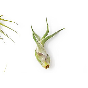 5 Pack of Classic Air Plants Variety - Live Succulent House Plants - Available in Wholesale and Bulk - Home and Garden Decor - Easy Care Indoor and Outdoor Plants