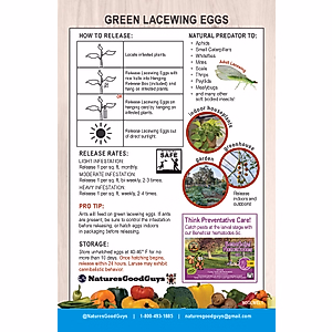 Green Lacewing Eggs - 10,000 Live Eggs Packed in Rice Hulls