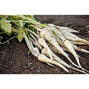 Parsnip, Harris Model, Heirloom, Non GMO, 50+ Seeds, Parsnip Seeds