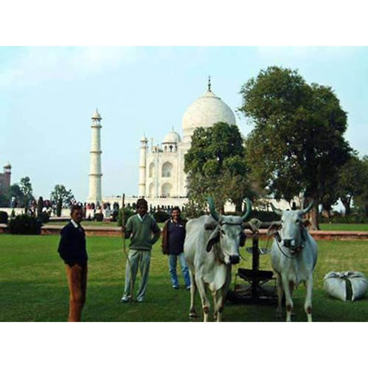 Hancock Seed Co. Royal Bengal Bermuda Grass Seeds, 2 lbs.