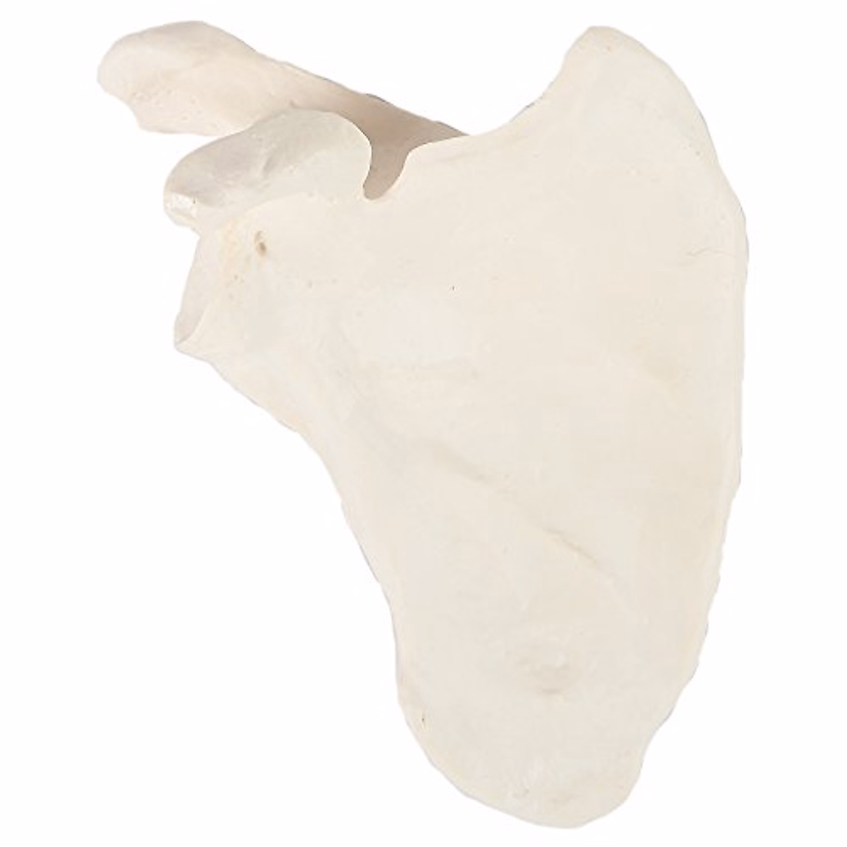 Axis Scientific Shoulder Anatomy Model of Left Scapula Bone | Shoulder Blade Model Details Skeletal Anatomy of Scapula | Scapula Model Shows Bony Landmarks and Anatomical Detail
