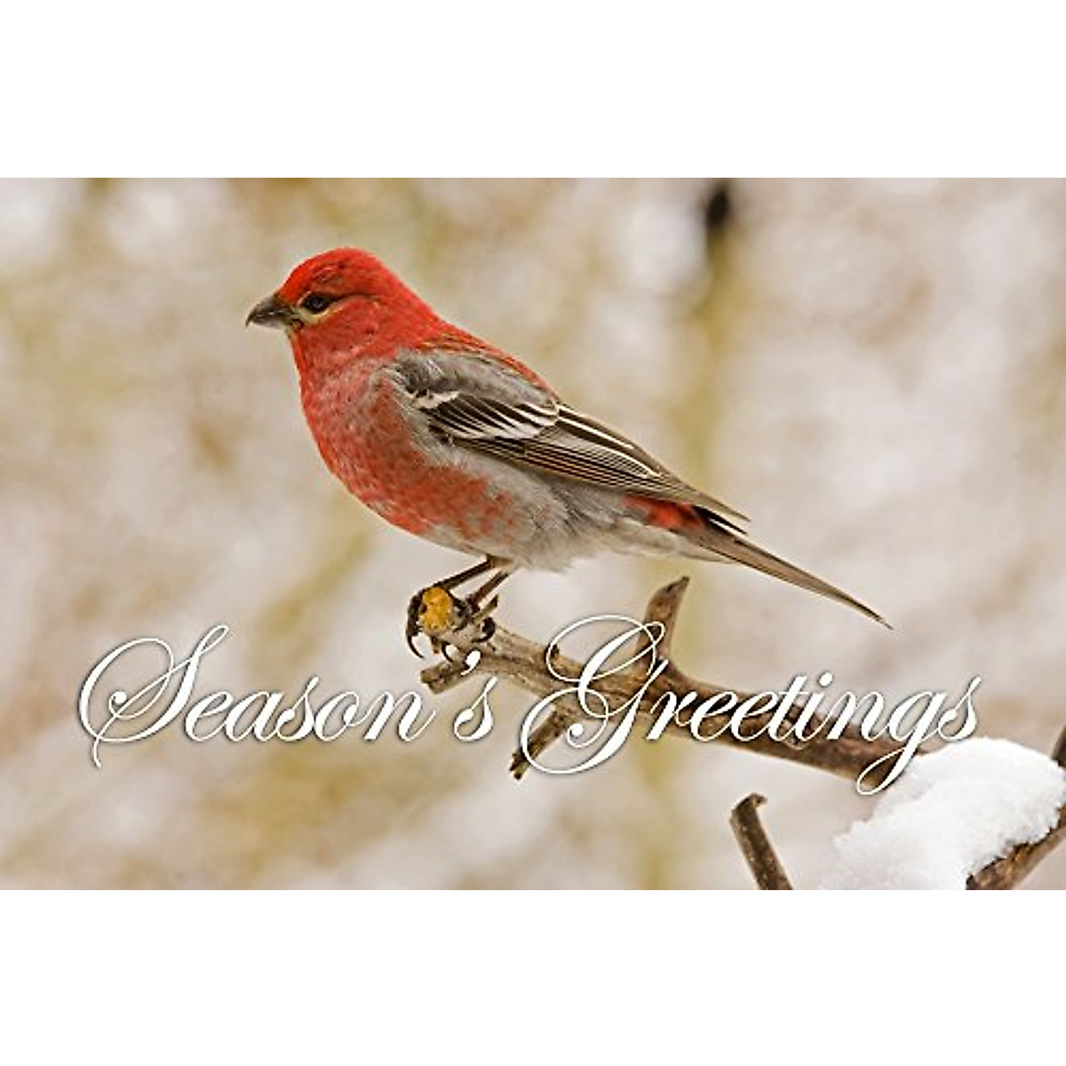 USA Colorado Frisco Male pine grosbeak perched on limb Credit as Fred J Lord Jaynes Gallery DanitaDelimontcom Poster Print (34 x 22)
