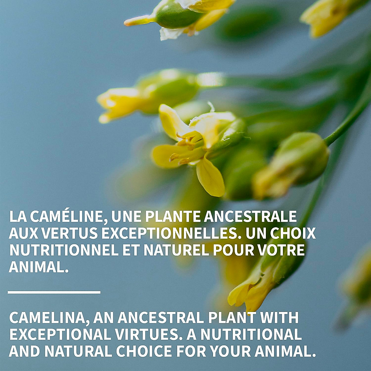 Camelina Oil for Dogs & Cats, 500mL by Olimega Farm | High in Omega-3 & Vitamin E | Support for Healthy Joints, Coat & Skin | Alternative to Salmon Oil for Dogs | Made in Canada | Non-GMO