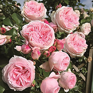 10 Pink Climbing Rose Flower Seeds, Rose Seeds for Planting, Rose Shrub Flower Bush Perennial Ornament Garden