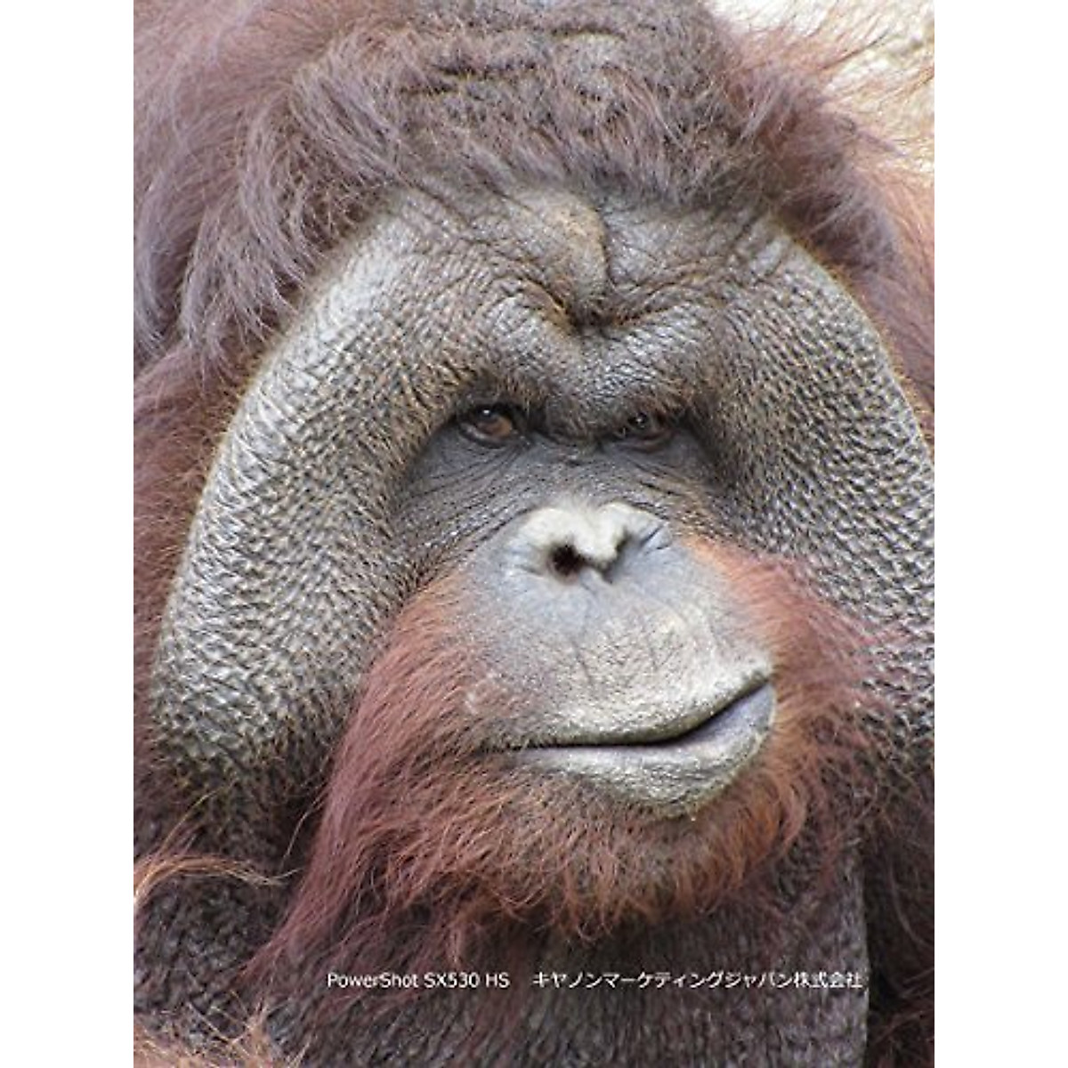 Canon digital camera PowerShot (power shot) SX530 HS PSSX530HS - International Version (No Warranty)