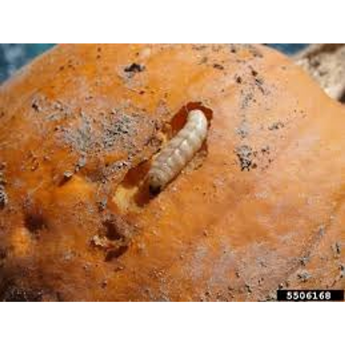 Pest Wizard Squash Vine Borer Trap Kit (2 Pack), Orange