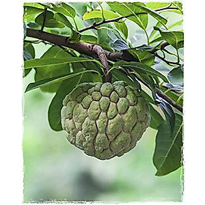 Sugar Apple Tree Live Plant Annona Squamosa Asia Sugar Apple Plant 8 Inc Tall Sweet Tropical Fruits