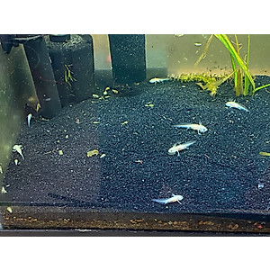 AQUATICBLENDEDFOODS Gourmet Axolotl Soft Food Pellet Mix 3.2mm & 4.0mm & Mini BLOODWORM Sticks (2oz) - ABF7