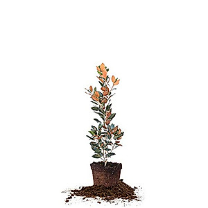 PERFECT PLANTS Little Gem Magnolia Live Plant, 3-4', Includes Care Guide