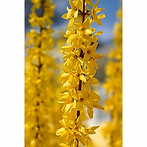 Yellow Lynwood Forsythia - 1 Gallon Established Potted Plant - Forsythia x Intermedia 'Lynwood Variety, Fast Growing Tree, Spring Color, Spring Blooms, Fall Color
